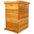 Amazon.com : POLLIBEE 10 Frame Langstroth Beehive, Beeswax Coated Bee ...