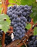 Pixie Grapes - Ornamental and Edible Grapes for the Patio