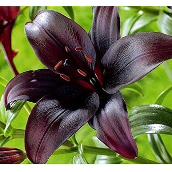Amazon.com : Pretty Flowering Perenials, Queen of the Night Lily Bulb ...