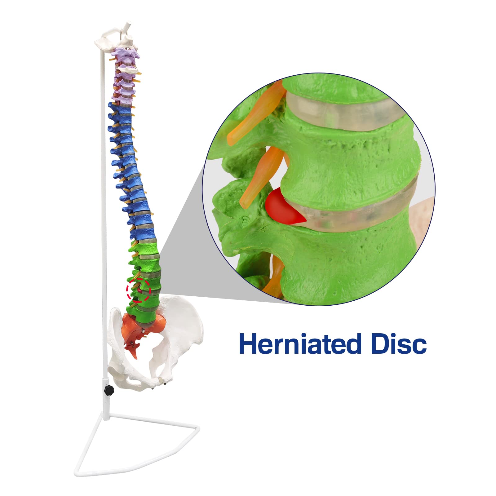 Mua Ultrassist Life Size Human Spine Model, 34" Flexible Spinal Cord ...