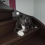 Hachiko - Eine wunderbare Freundschaft: Amazon.de: Joan Allen, Sarah ...