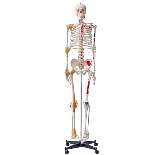 VEVOR 71.65" Life Size Human Skeleton Model for Anatomy, Accurate PVC ...