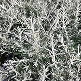 Curry plant - How to grow plants