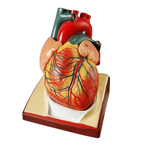 Generies Life Size Human Heart Model,2-Parts 1:1 Anatomical Heart Model ...