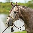 Amazon.com: Schneiders Double S Bosal Hanger with Bosal Versatile Horse Training Gear | Classic ...