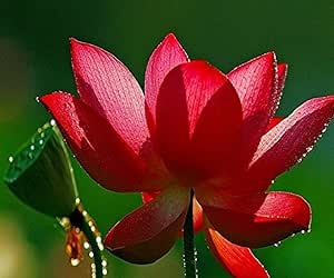 Amazon.com: Seeds Market Rare 1pc seed in a packet, 1 pack-lot, Super ...