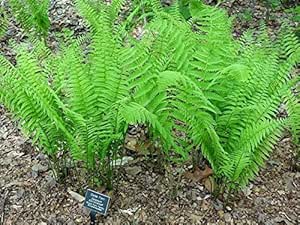 Amazon.com : 5 Tennessee Ostrich Fern / Glade Fern PREMIUM NATIVE ...