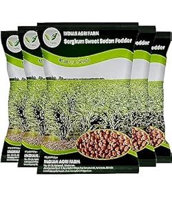 Iagrifarm Sorghum Sudan Grass Fodder Seeds - 5 Kg - Multi Cut Fodder Seeds For Fodder ...