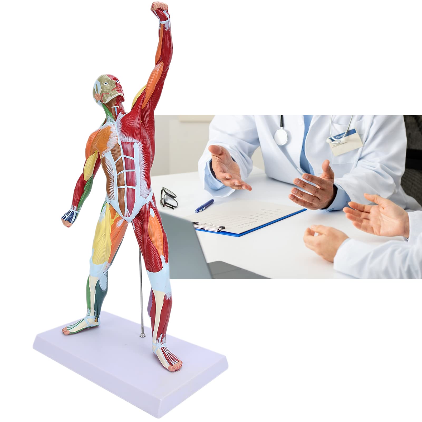 Mua Body Muscle Structure Model, Reliable Muscular System Model Durable ...