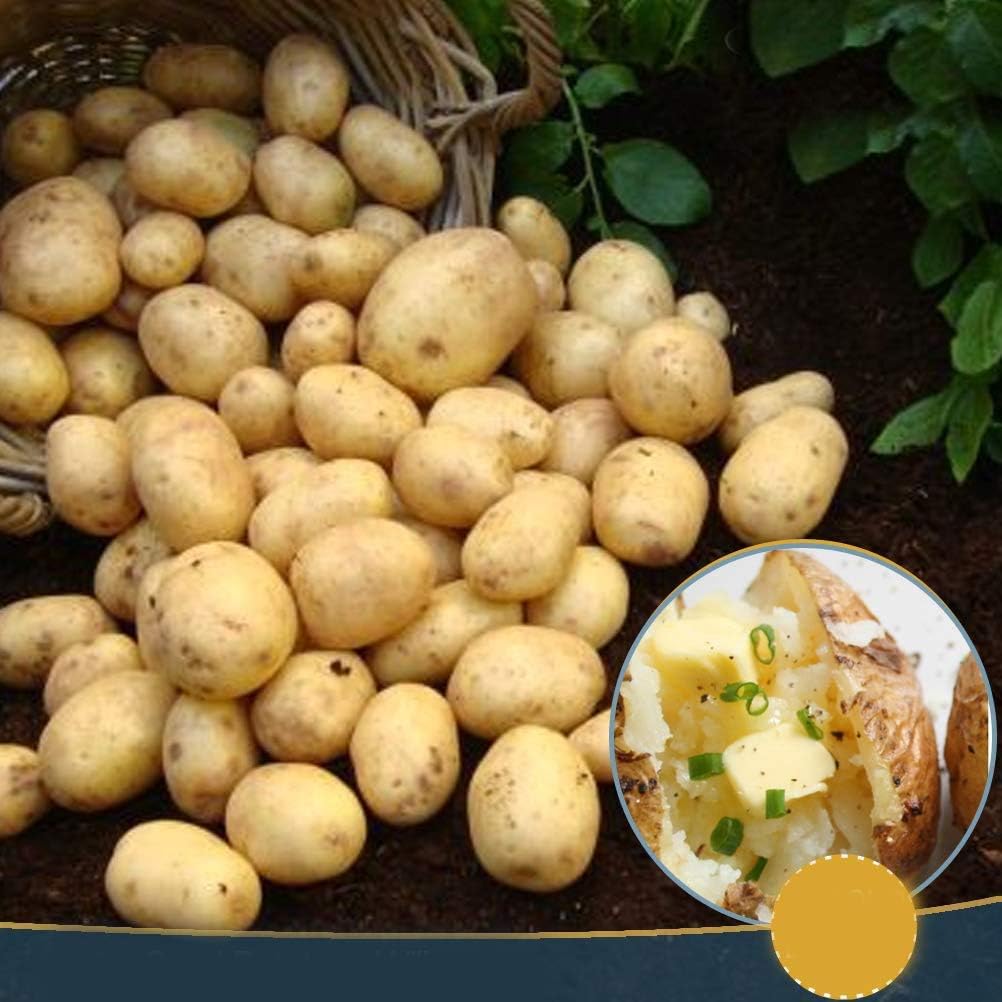 10 x Seed Potatoes Wilja - All Rounder Versatile Cooking Variety- Grow ...