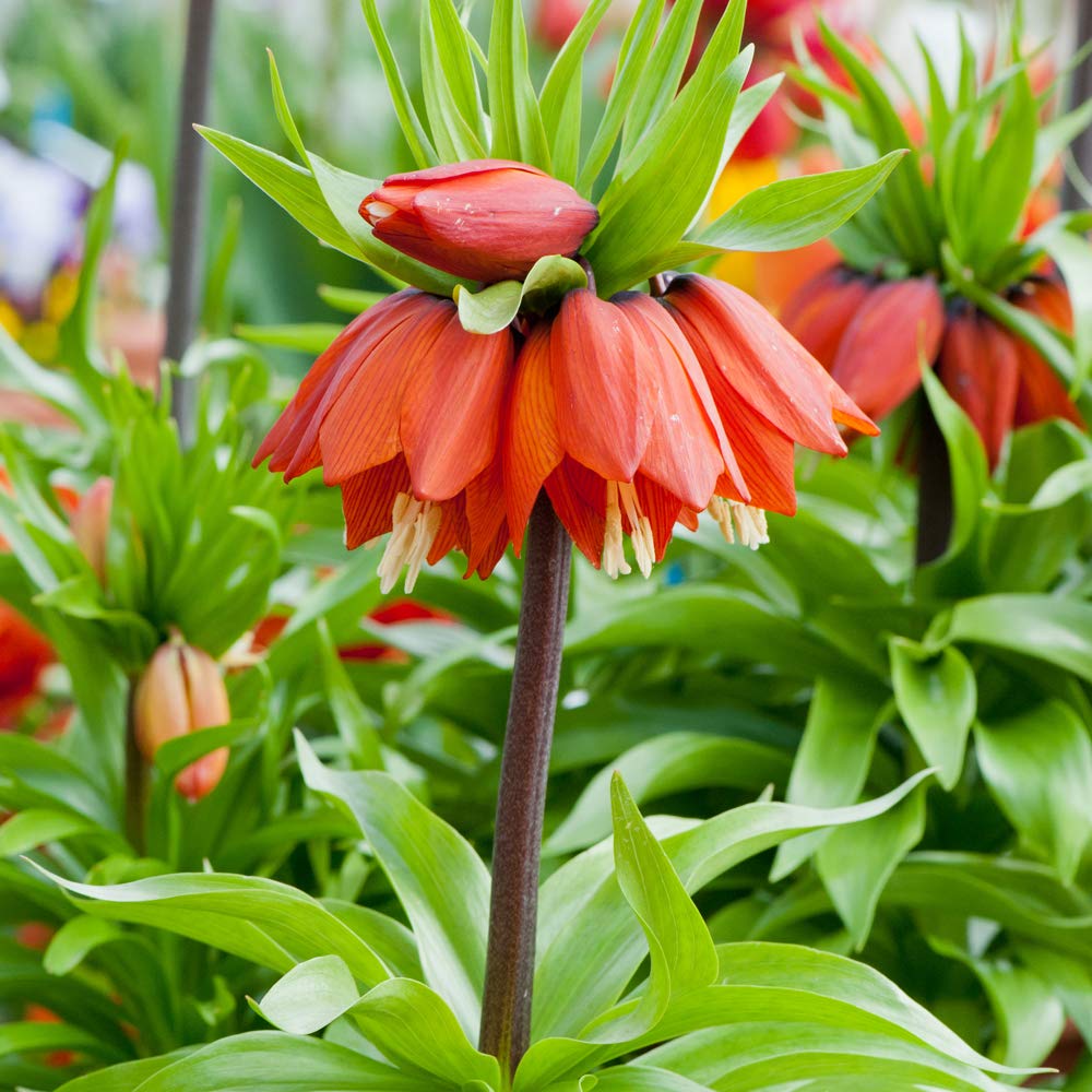 Fritillaria Hardy Spring Flowering Bulbs, Crown Imperials with Red ...