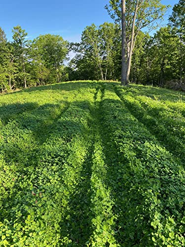 Microclover Seed Deer Greens & Clover Food Plot Seed Mix – No-Till With ...
