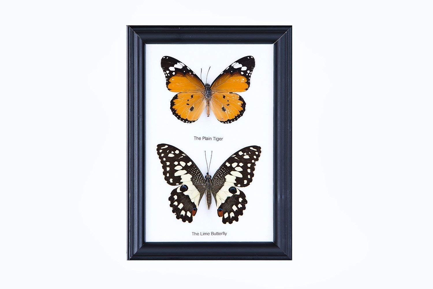 Two Real Framed Butterflies (Assorted Species) – Every Display Frame is ...