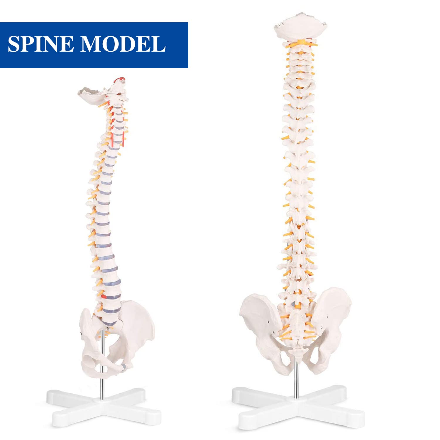 Mua Spine Anatomy Model, Medical Human Spine Model with Explanation ...