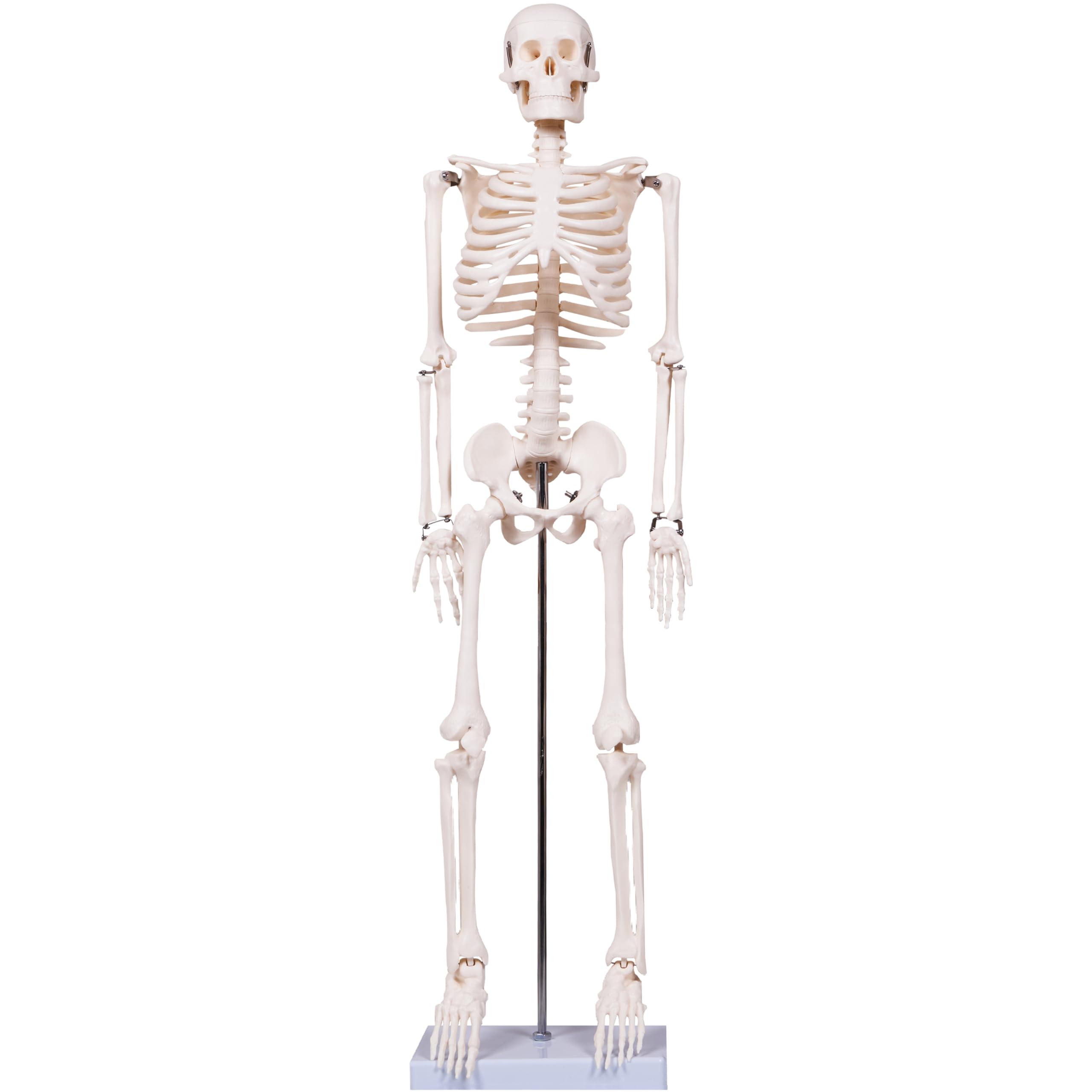 breesky Scientifc Human Skeleton Model for Anatomy, 33.4’’ Skeleton ...