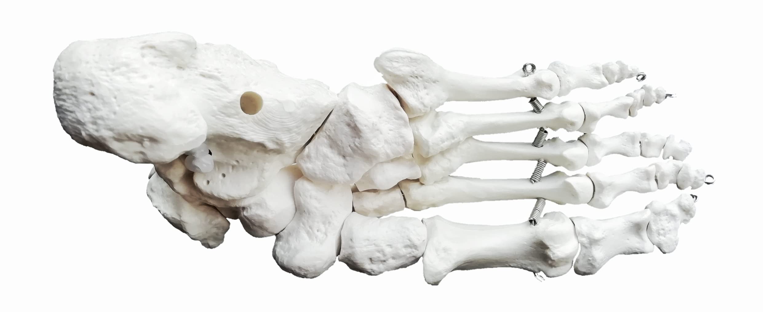 Mua OWLIAN Ankle Skeleton Model, Ankle Freely Movable, Supervised by X ...