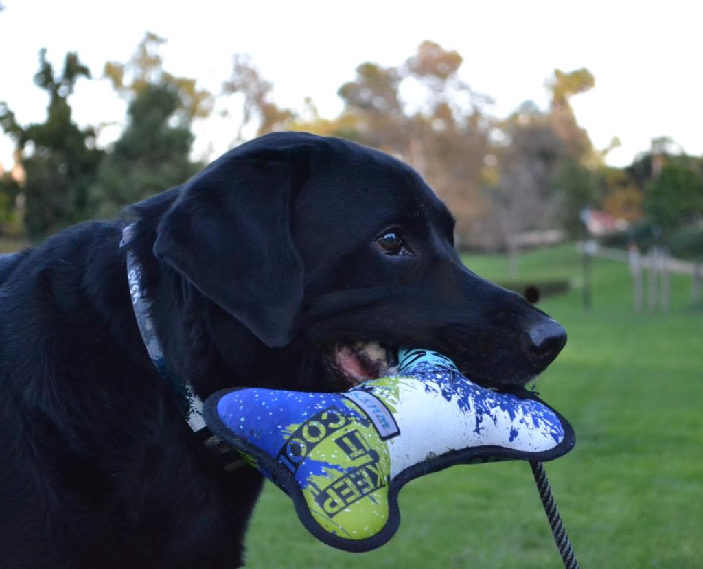 Nipper & Chipper X-Trm Dog Tough Bone Toy, Medium, Orange : Amazon.co ...