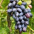 Amazon.com : Grape Vine Plant Live for Planting Outdoors, Grape Plant ...