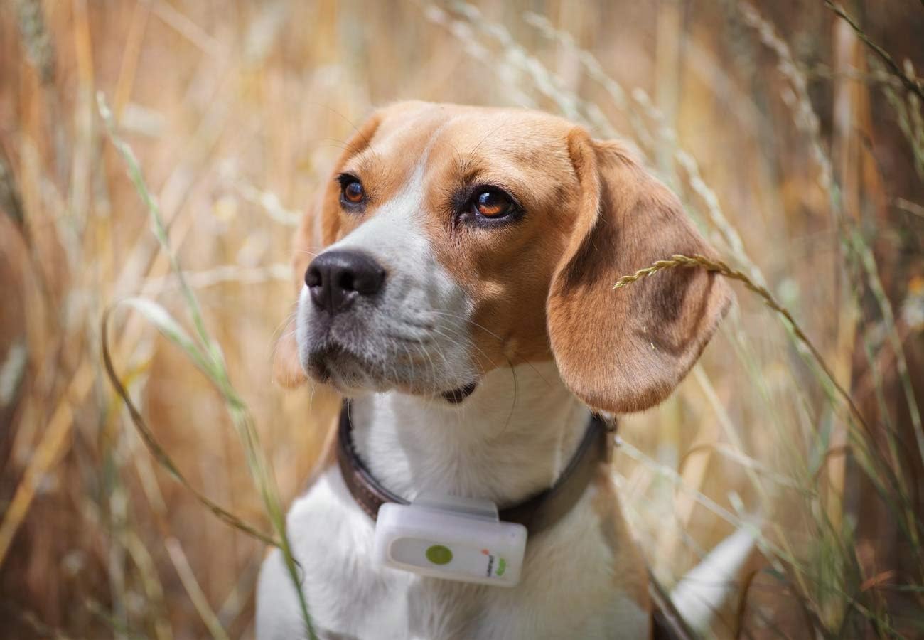 Weenect Dogs 2 – The world’s smallest GPS tracker for dogs – BigaMart
