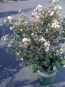 Amazon.com : Petite Snow Crape Myrtle Plant -- 12 by 12 Inch Container ...