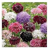 Pincushion flower - How to grow plants