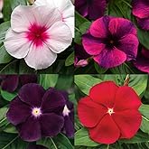 Amazon.com : Outsidepride 2000 Seeds Annual Vinca Periwinkle Rose ...