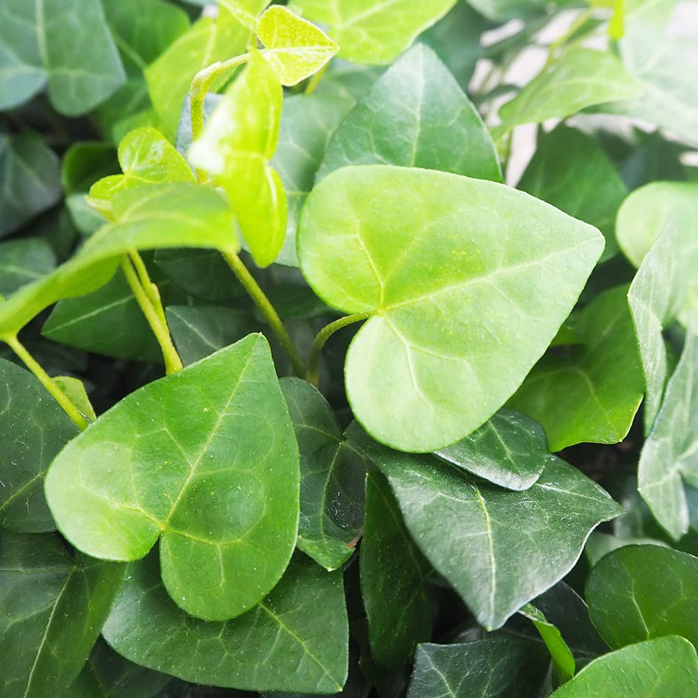 Mua Heart Hedera No. 3 Pot, Set of 12 (Plants to Choose from Varieties ...