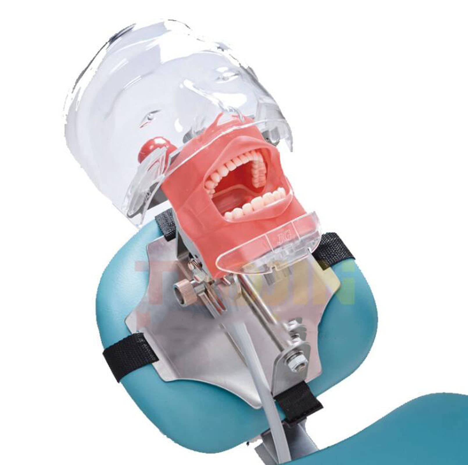 Mua Dental Phantom Head Model, Dental Simulator Phantom Head with ...