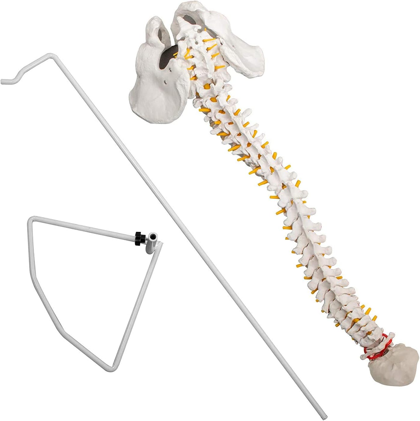 Arteries HOMEDAI 1:1Scientific Flexible Spine Model Lumbar Column and ...