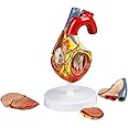 Vision Scientific VAC438-N Human Heart Model - 4 Parts | 2X Life-Size ...