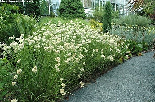 Luzula Nivea Grass in a 2 Litre Pot. Snowy Wood Rush: Amazon.co.uk ...