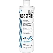 Ph Up For Swimming Pools Is Swimming Pool Algae Dangerous? Pool Algae ...