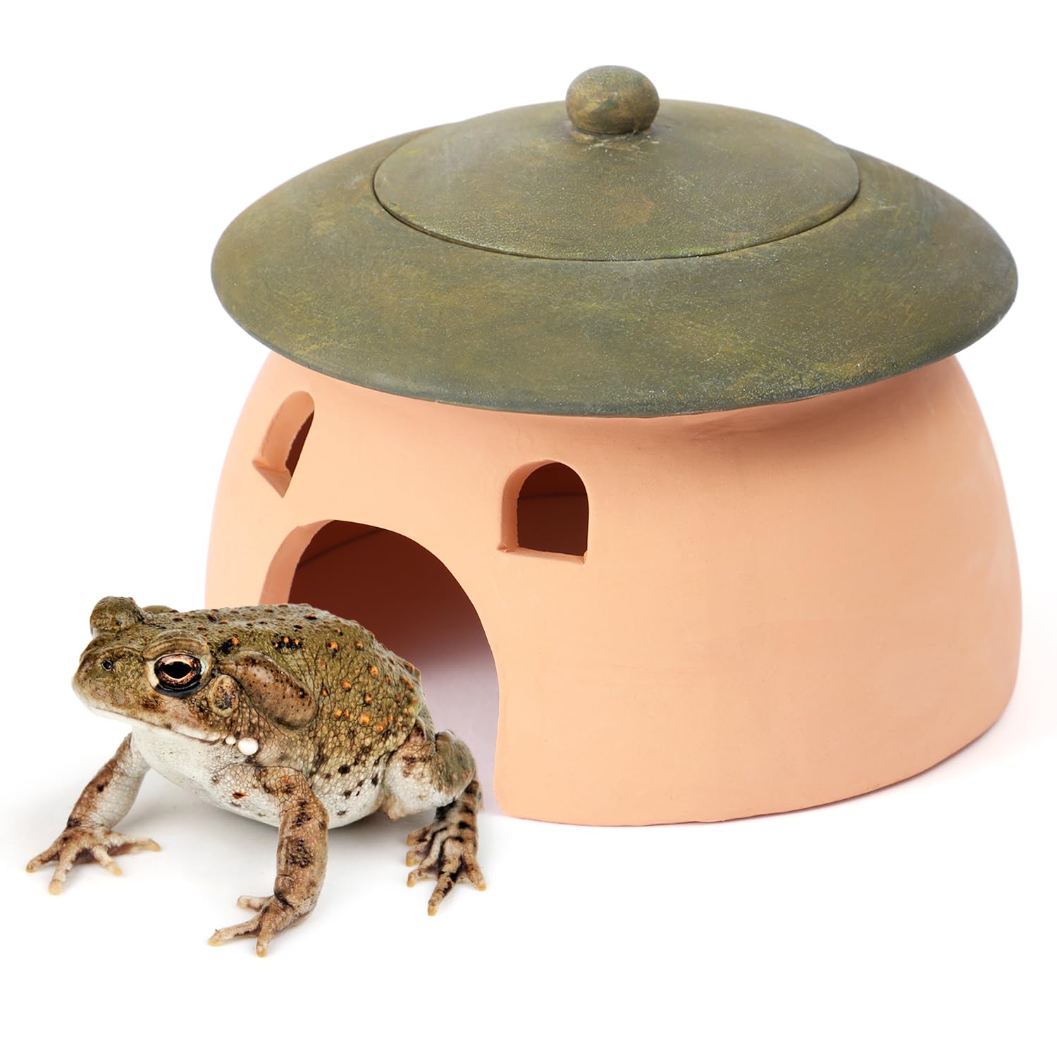 Frog and Toad House Reptile Cave Terracotta Toad with Green Lid 8 * 6 ...