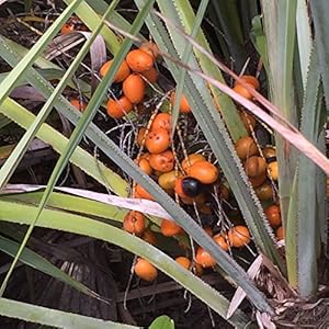 Amazon.com : Silver Saw Palmetto Seeds/Dried Berries (Serenoa repens ...