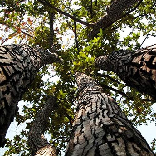 200 Grams Terminalia Tomentosa - Indian Laurel - Silver Grey Wood ...