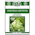 Amazon.com : Iceberg Lettuce Seeds - 1000 Seeds Non-GMO : Patio, Lawn ...