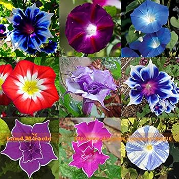 Amazon.com : MORNING GLORY mix, over 20 different varieties 100 seeds ...