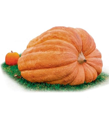 Giant Pumpkin Dill's Atlantic Seeds - 10 Count, Heirloom, World Record ...