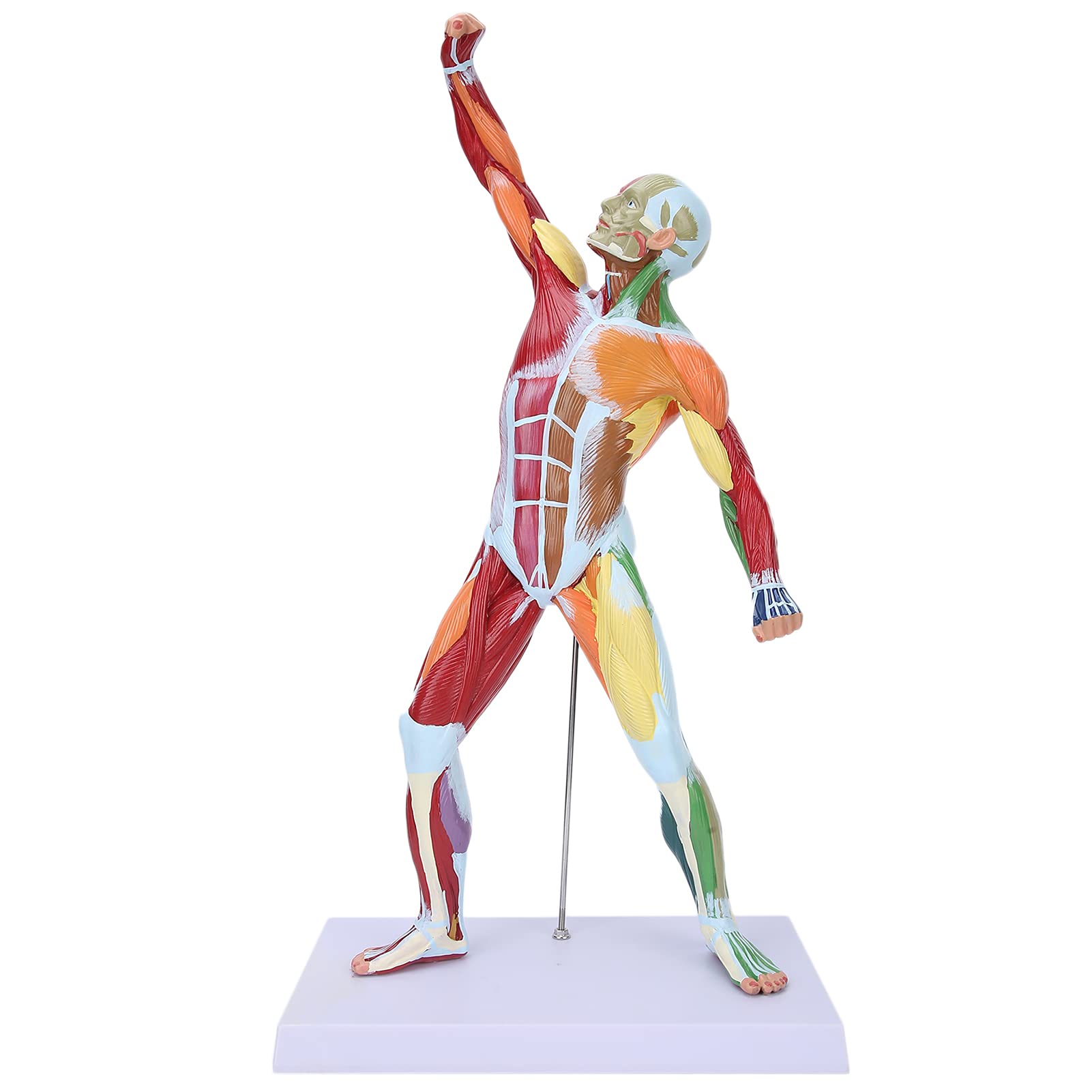 Mua HURRISE 50Cm Multi‑Color Miniature Muscular System Model, Human ...