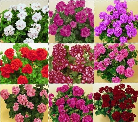 Geranium Ivy Trailing Mixed Plug Plants - 54 Wholesale Tray: Amazon.co ...