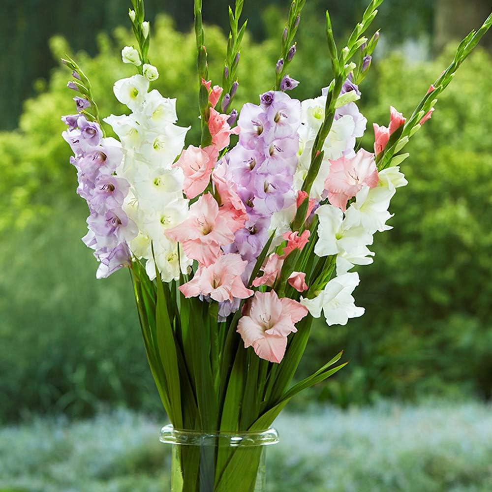 20 x Gladiolus Grandiflora Pastel Mix – Spectacular Flower Spikes ...