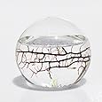 Amazon.com : EcoSphere Closed Aquatic Ecosystem, Small Sphere, with ...