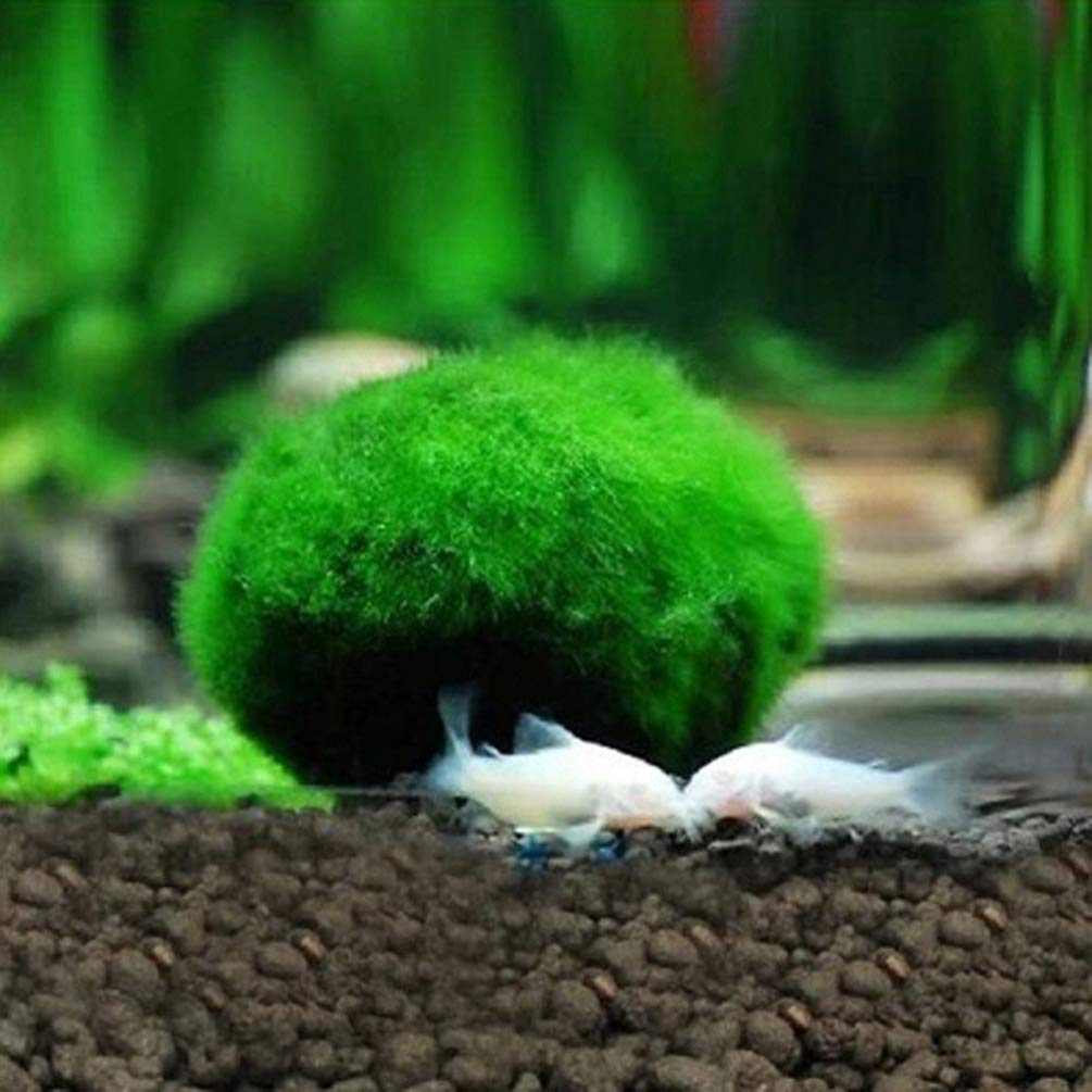 Pesci e animali d'acqua Balacoo Habitat 2 Mimo Marimo Palle di Muschio ...