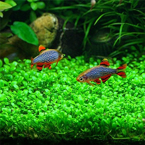 2 Pack Aquarium Mini Leaf Grass Aquarium Foreground Grass,Aquatic Plant ...