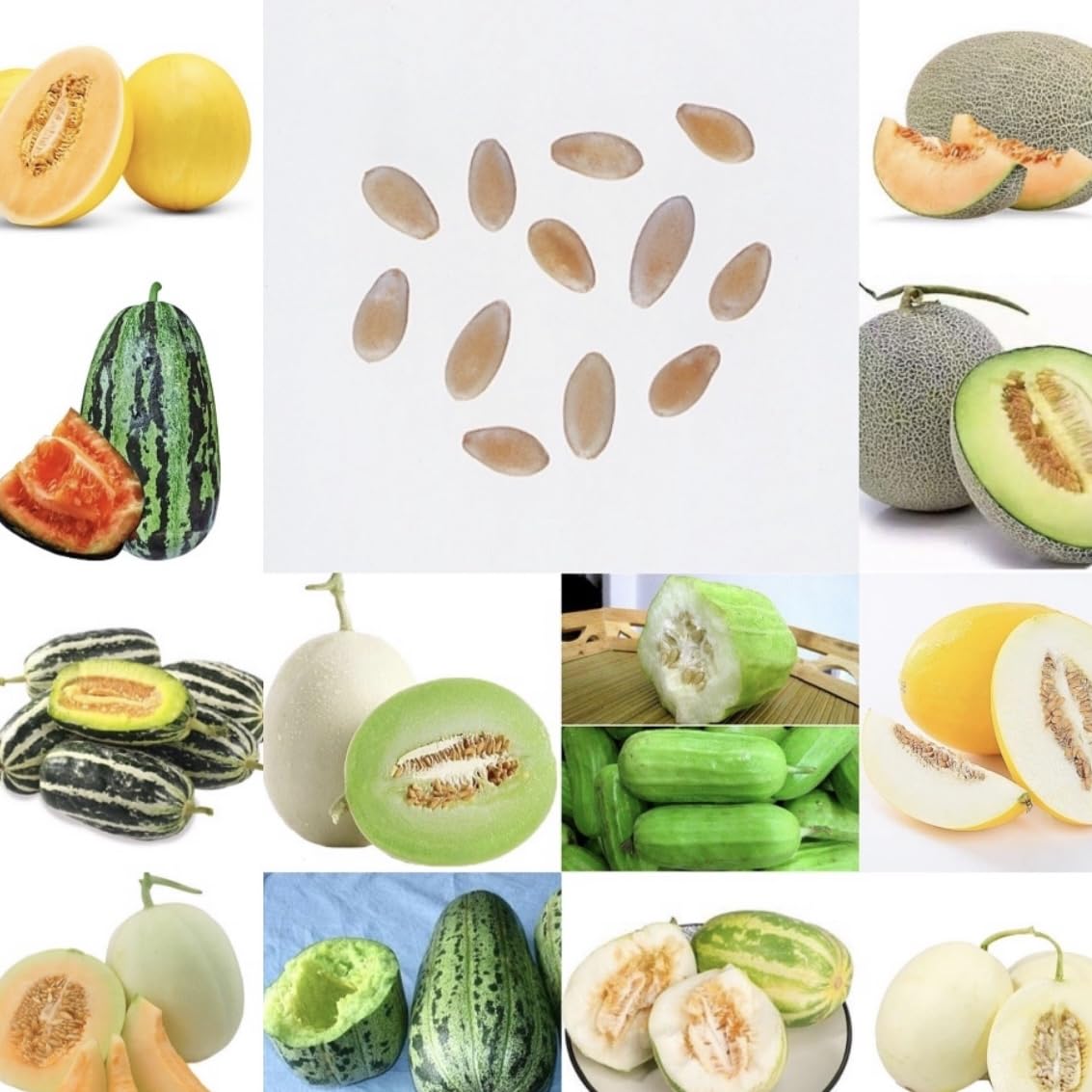 Mua Ukulele Gardening SHOP 20 Types of Melon Mix Seeds 30 Capsules 330 ...