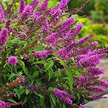 Amazon.com: Tutti Fruitti Flutterby Petite Dwarf Butterfly Bush - Live ...