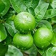 Amazon.com : Persian Lime Tree Live Plant, Lime Tree from 3 Feet Tall ...
