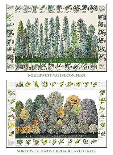 Buy Tree Mini Combo: Northwest Native Conifers and Broadleaved Tree ...