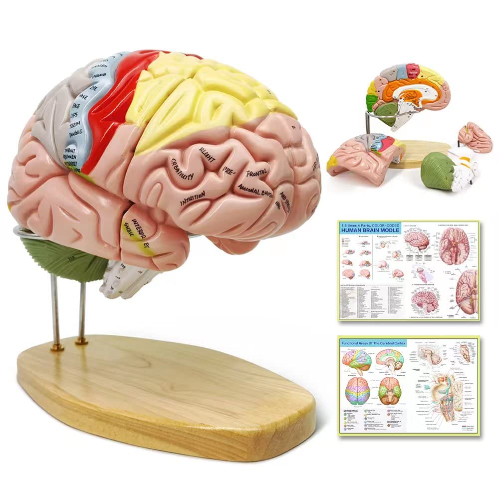 Mua 2022 Newest Human Brain Model for Neuroscience Teaching with Labels ...