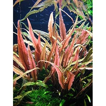 Amazon.com: Tropica Cryptocoryne undulatus 'Red' 1-2 Grow ! - Live ...